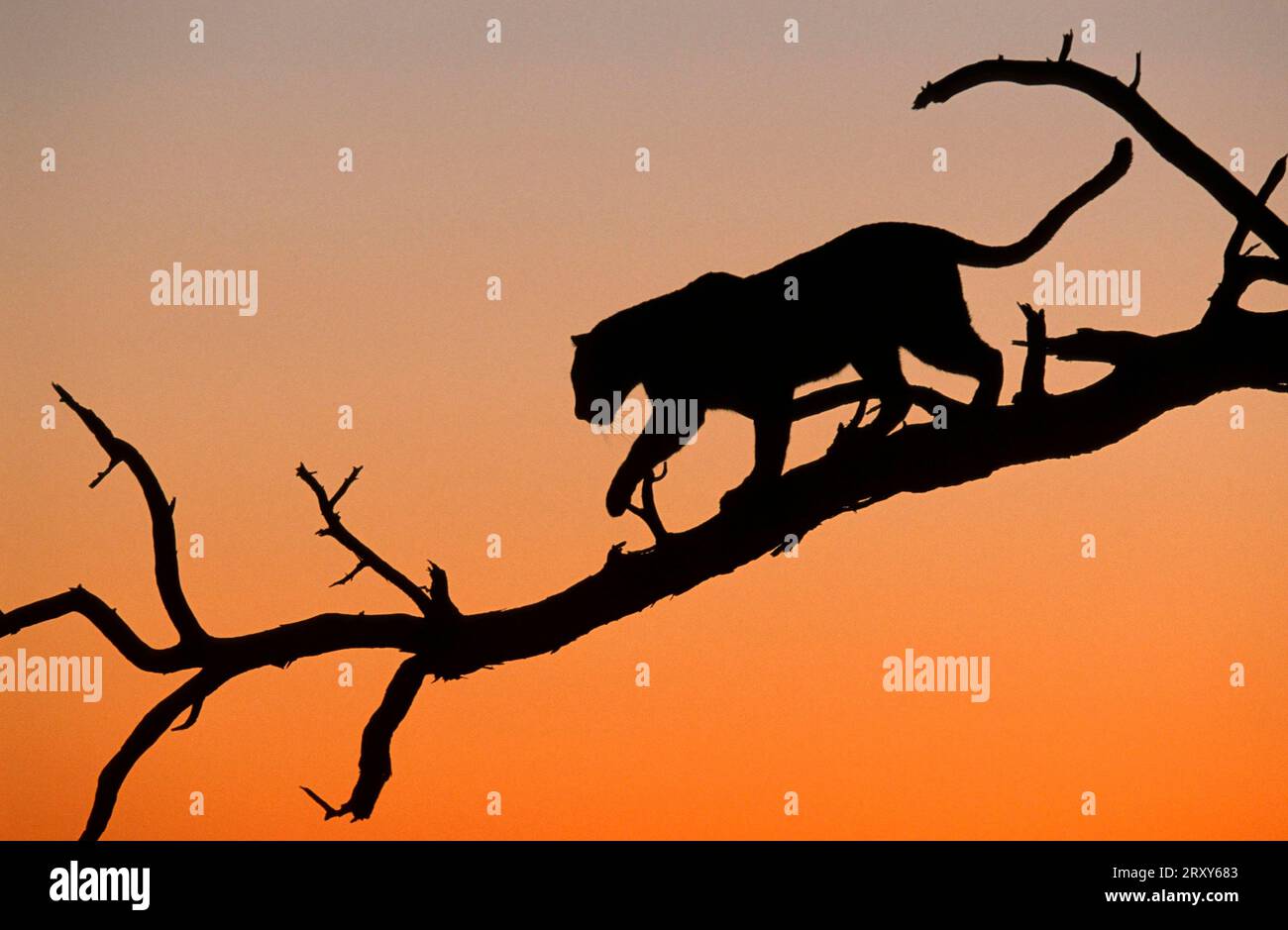 Leopard sideways hi-res stock photography and images - Alamy