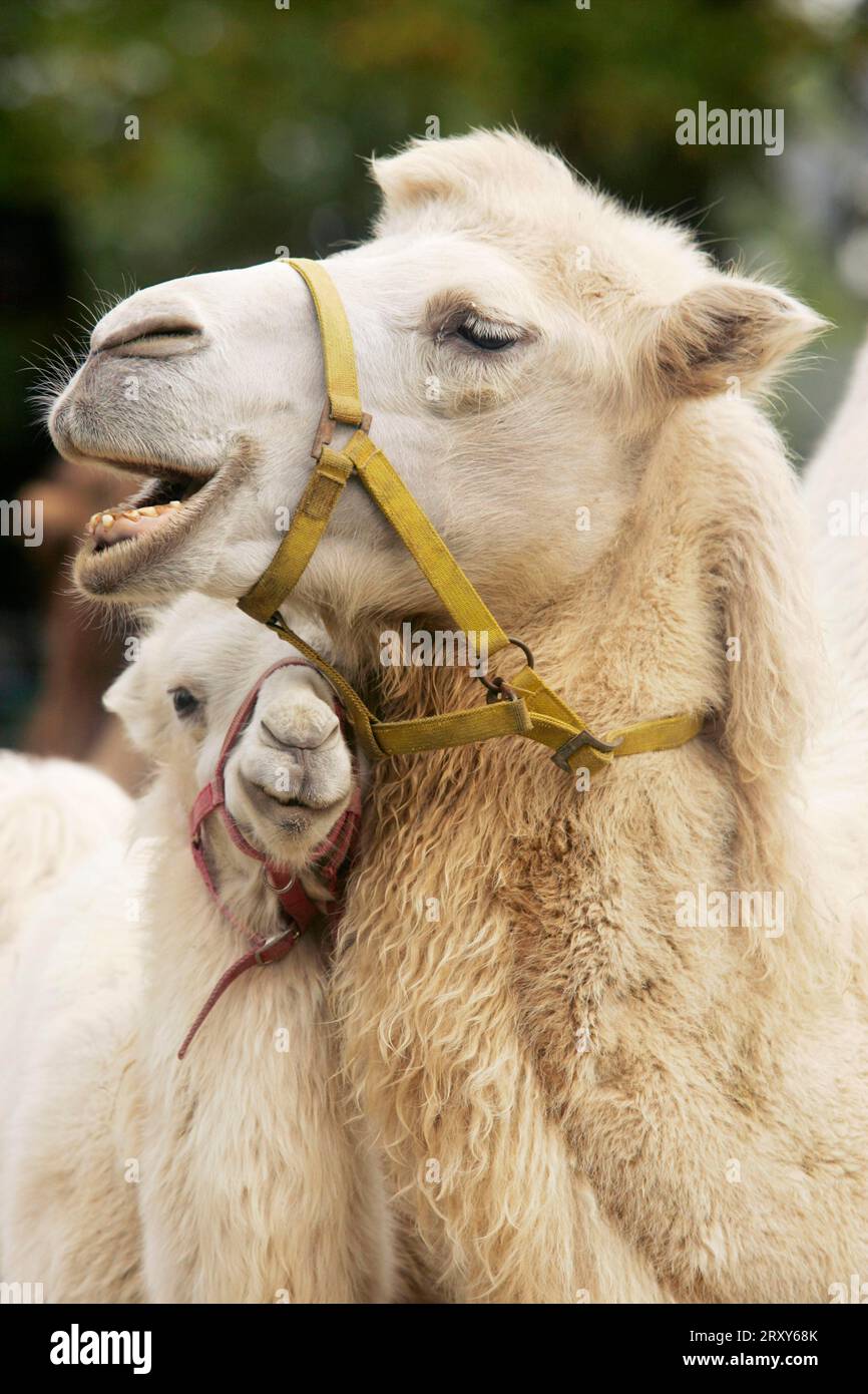 Two humped camels hi-res stock photography and images - Alamy
