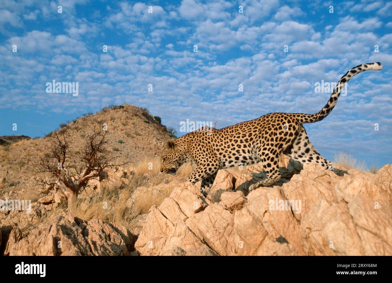 Leopard sideways hi-res stock photography and images - Alamy