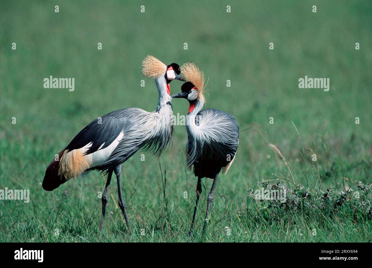 Crowned Cranes, Massai Mara Game Reserve, Kenya (Balearica pavonina ...