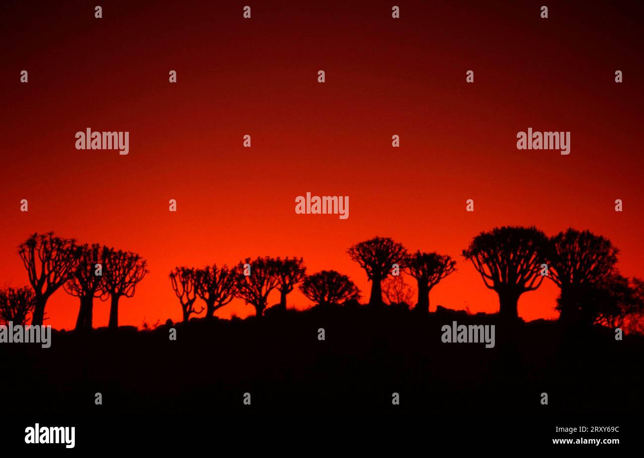 Quiver Trees (Aloe dichotoma), Quiver trees Namiba, Quiver Tree ...