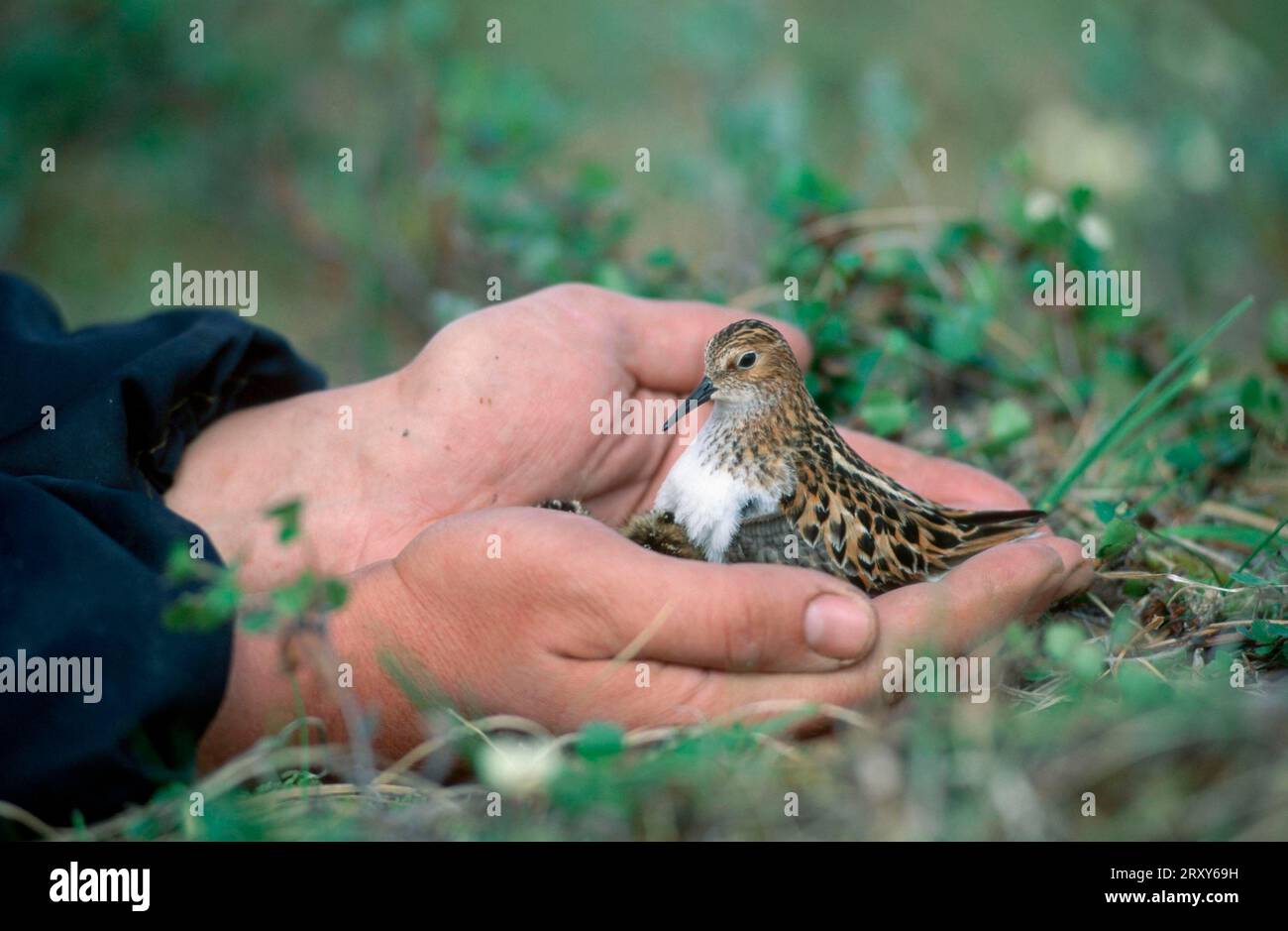 Little Stint with chicks in human hands, Taimyr peninsula, Russia ...