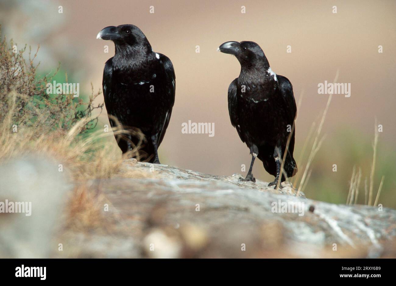 Mythical creature of south africa hi-res stock photography and images ...