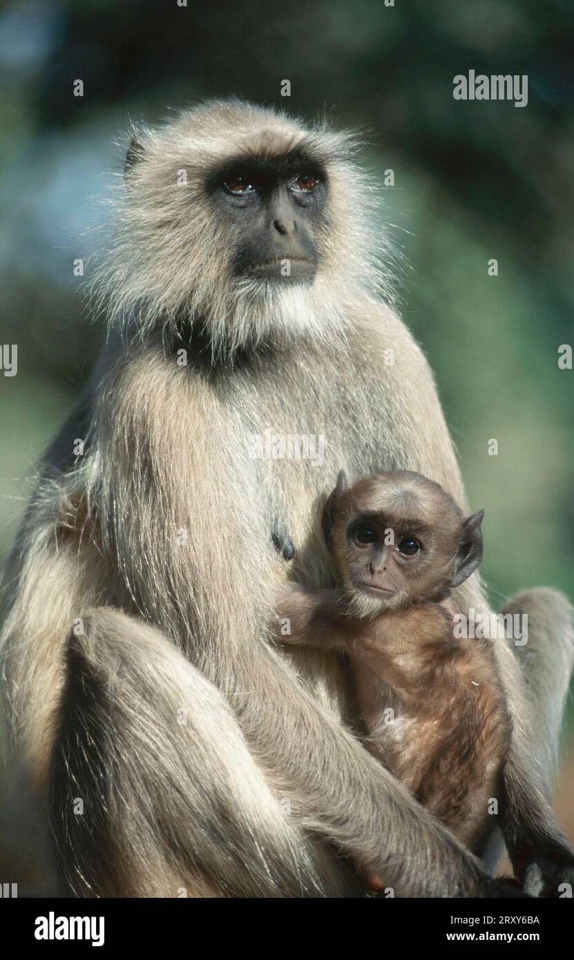Hanuman langur with young, India (Presbytis entellus), Hanuman langur ...