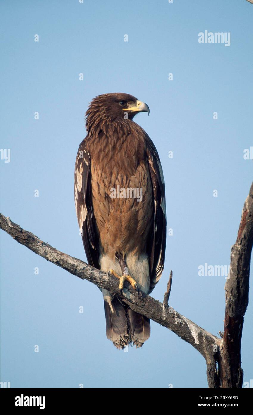 Greater Spotted Eagle (Aquila clanga), Keoladeo national park, India ...