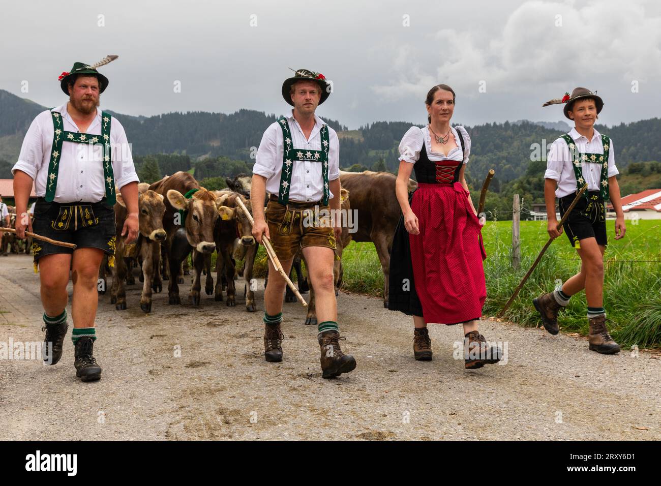 Group of shepherds leading cattle, shepherdess, domestic cattle (Bos ...