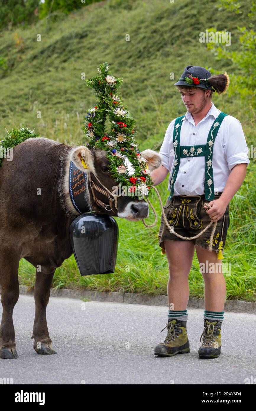 Alpine herdsman leading wreathed cattle, domestic cattle (Bos taurus ...
