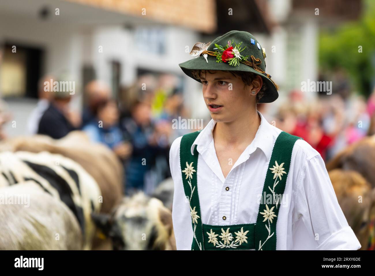 Alpine herdsman leading Alpine cattle, Alpine herdswoman, domestic ...