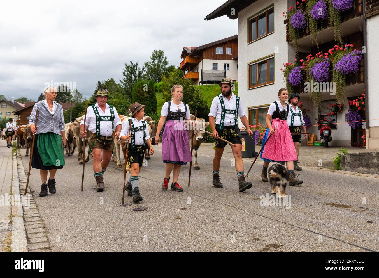 Alpine herdsman family leading cattle, domestic cattle (Bos taurus ...