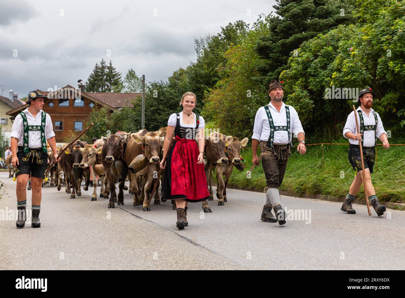 Group of shepherds leading cattle, shepherdess, domestic cattle (Bos ...