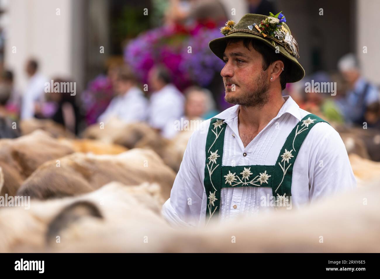 Alpine herdsman leading Alpine cattle, Alpine herdswoman, domestic ...