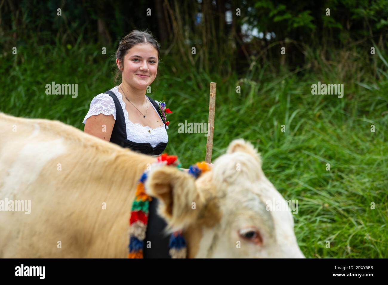 Alpine herdswoman leading alpine cattle, woman in traditional ...