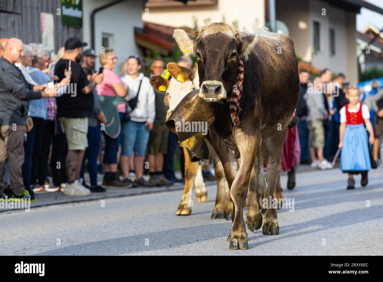 Alpine cow with bell, domestic cattle (Bos taurus), cattle seperation ...