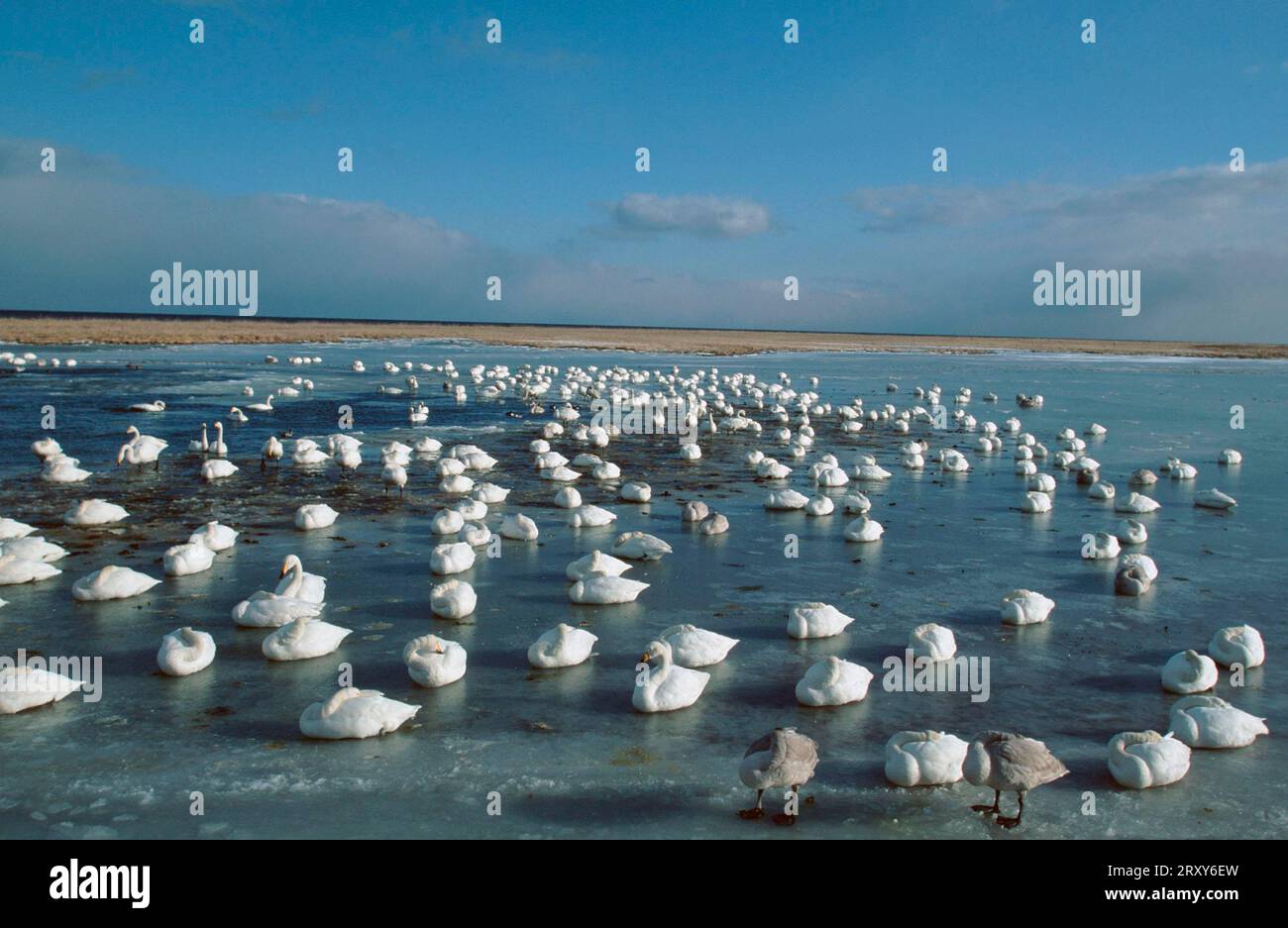 Whooper Swans (Cygnus cygnus), Lake Furen, Hokkaido, Japan ...