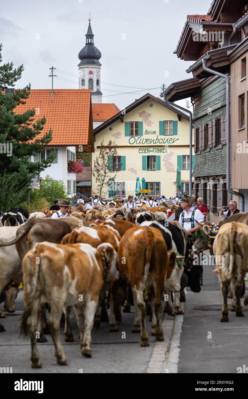 Alpine herdsmen lead herd of cattle through the street, domestic cattle ...