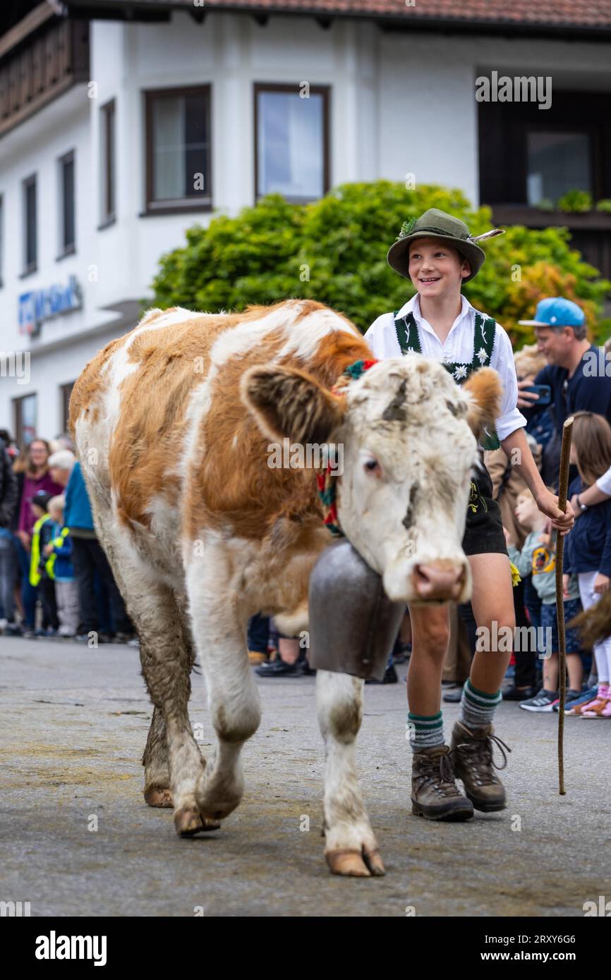 Alpine pasture boy leading cow into the valley, domestic cattle (Bos ...
