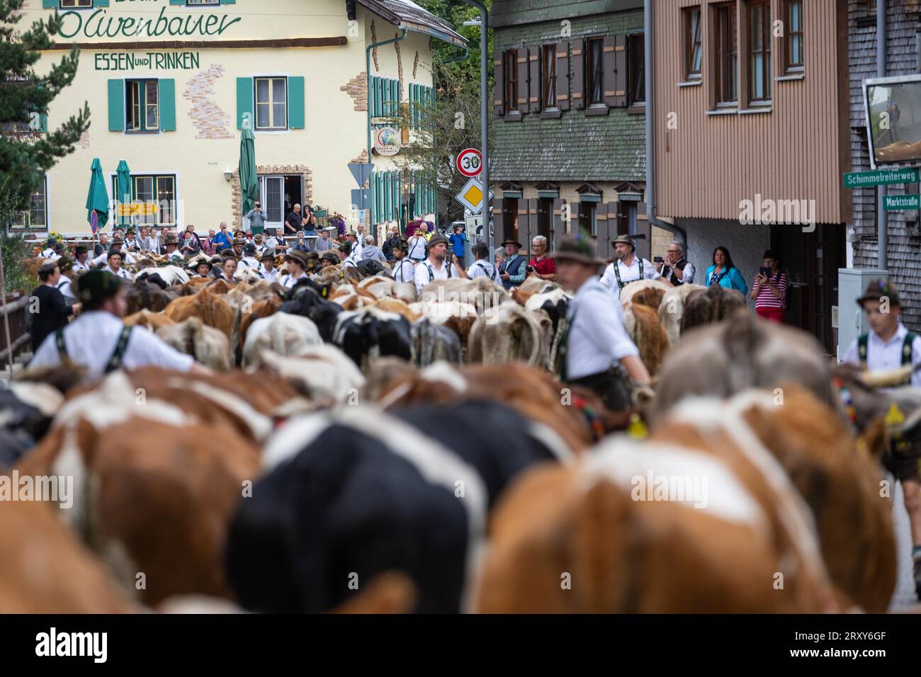 Alpine herdsmen lead herd of cattle through the road, domestic cattle ...