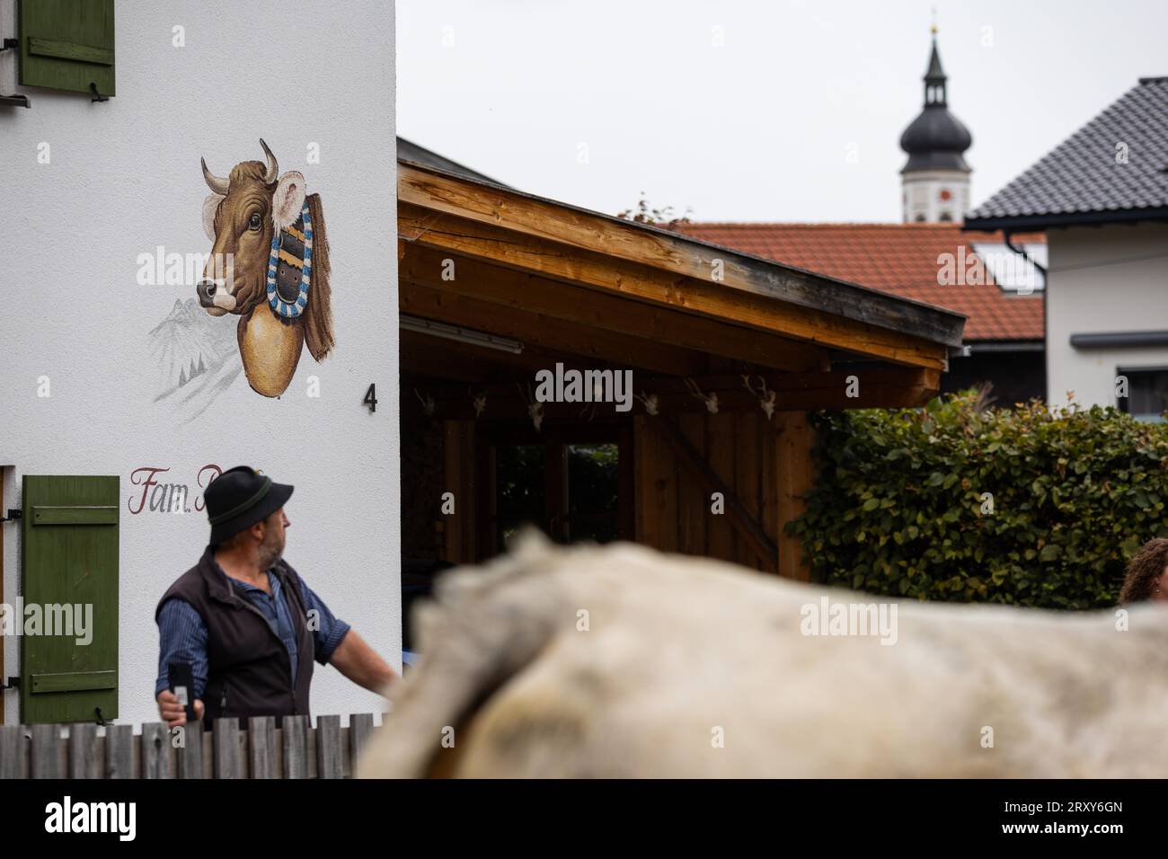 Alpine cow in front of Hanswand with painting, domestic cattle (Bos ...