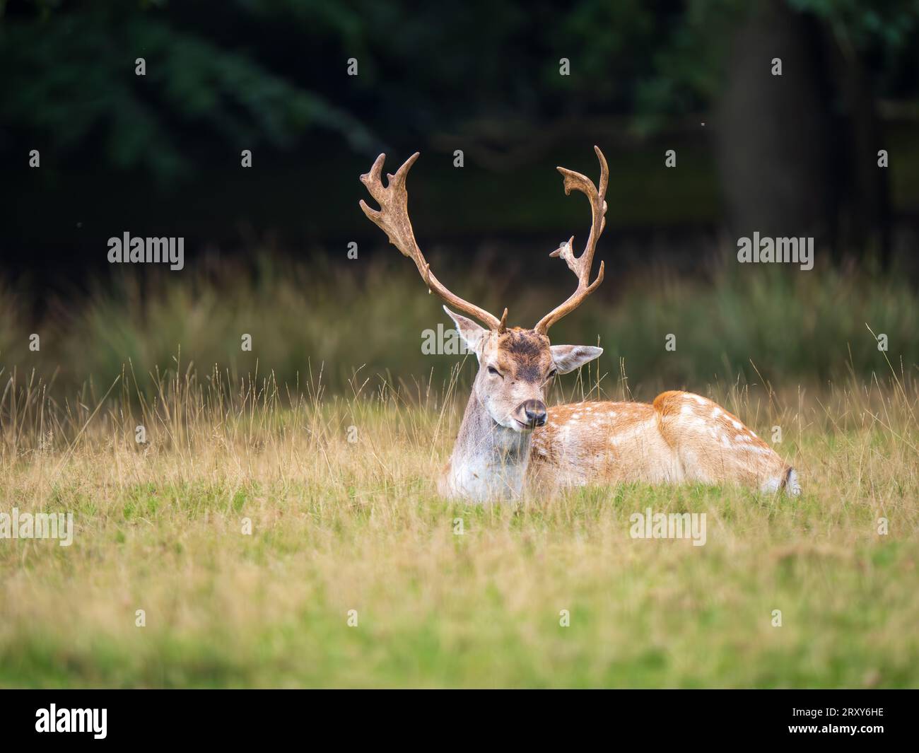 Fallow Deer Buck Laying Down Stock Photo - Alamy