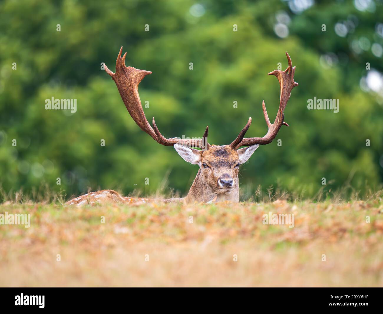 Fallow deer buck laying hi-res stock photography and images - Alamy
