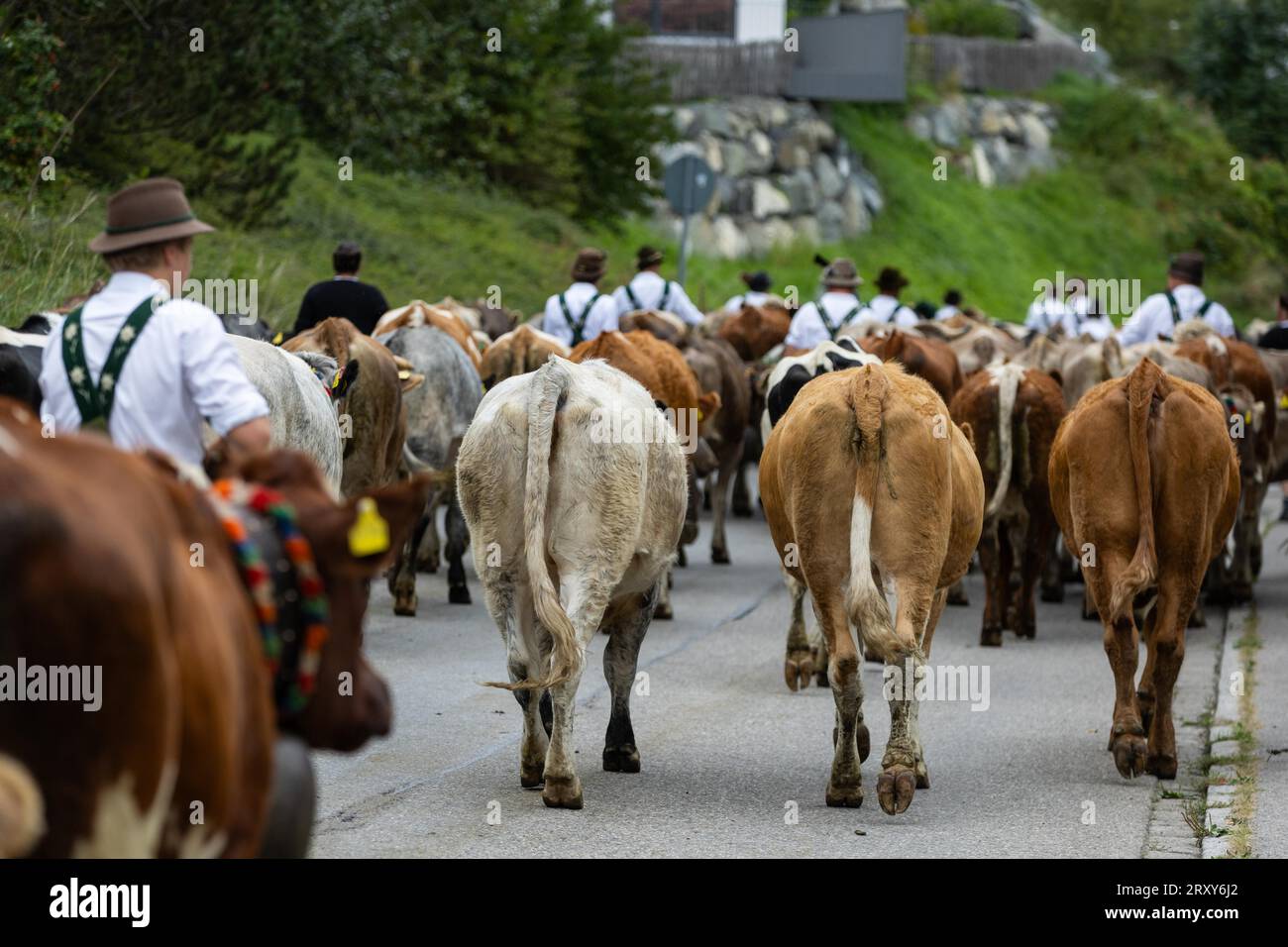 Alpine herdsmen lead cattle through the road, domestic cattle (Bos ...
