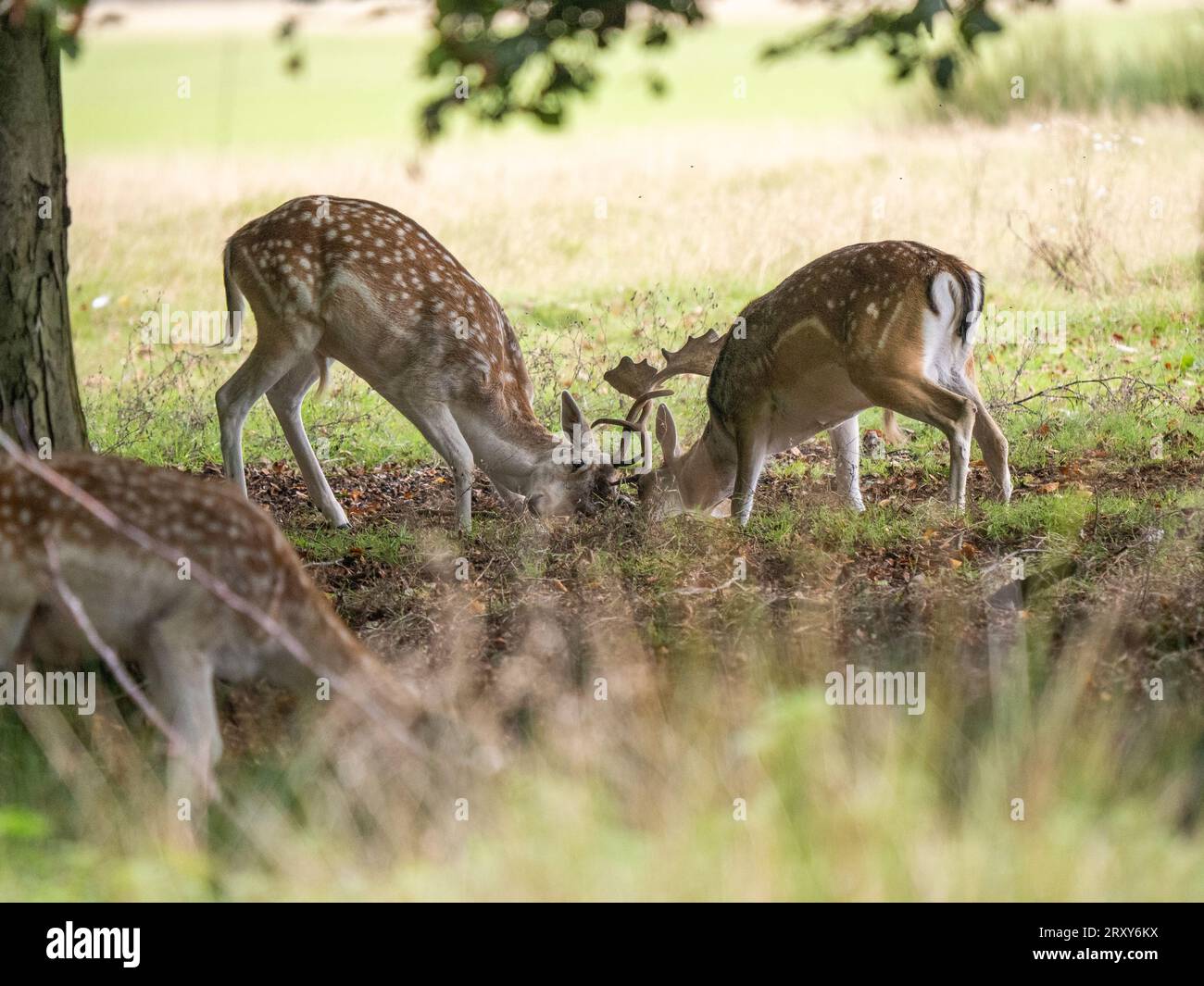 Fallow Deer Bucks Rutting in Autumn Stock Photo - Alamy