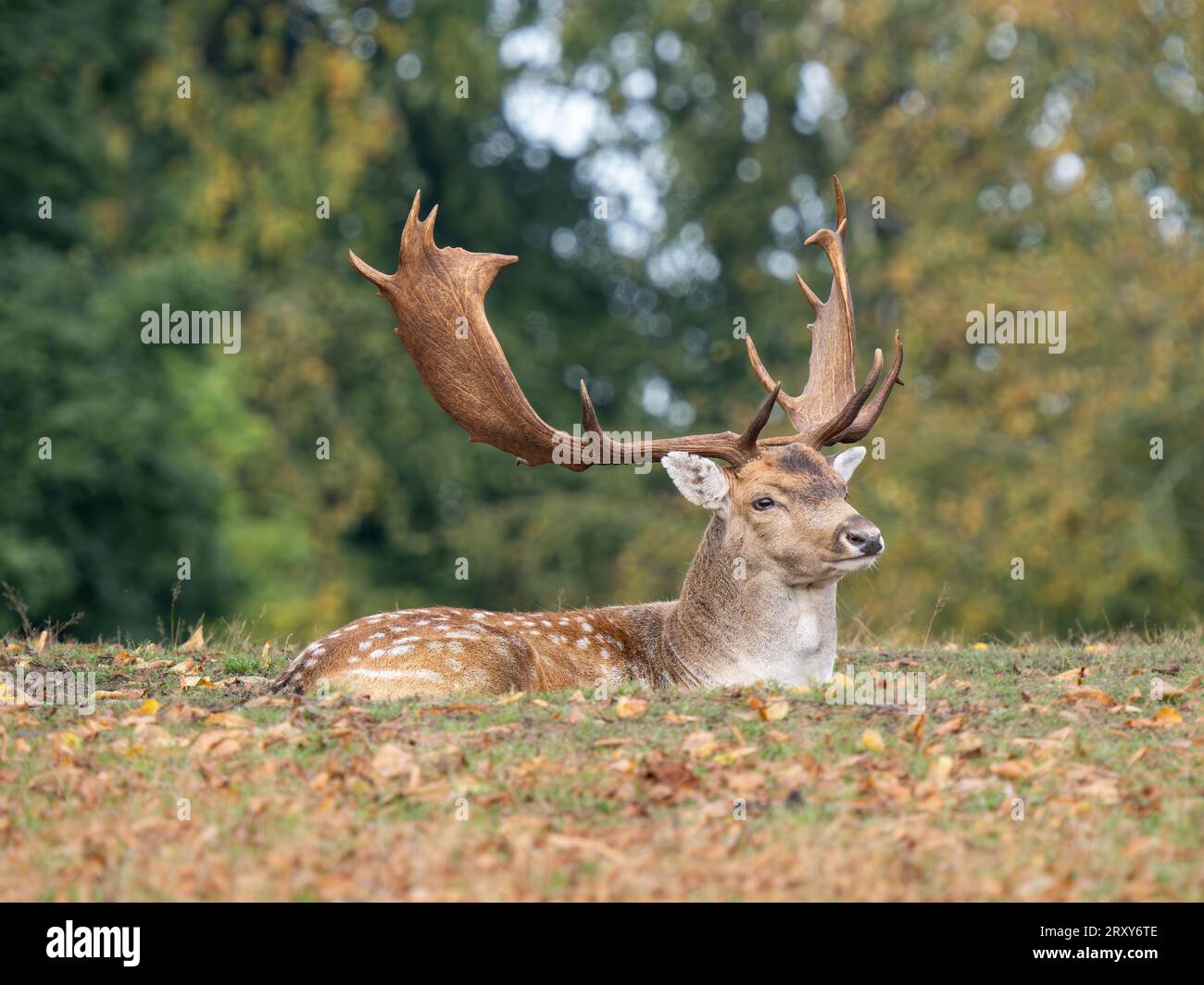 Fallow Deer Buck Laying Down Stock Photo - Alamy