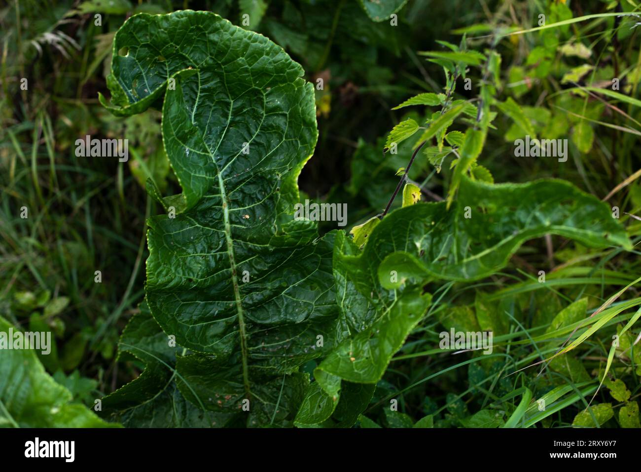 Greenery in summer. Plants in park. Details of nature. Summer foliage ...