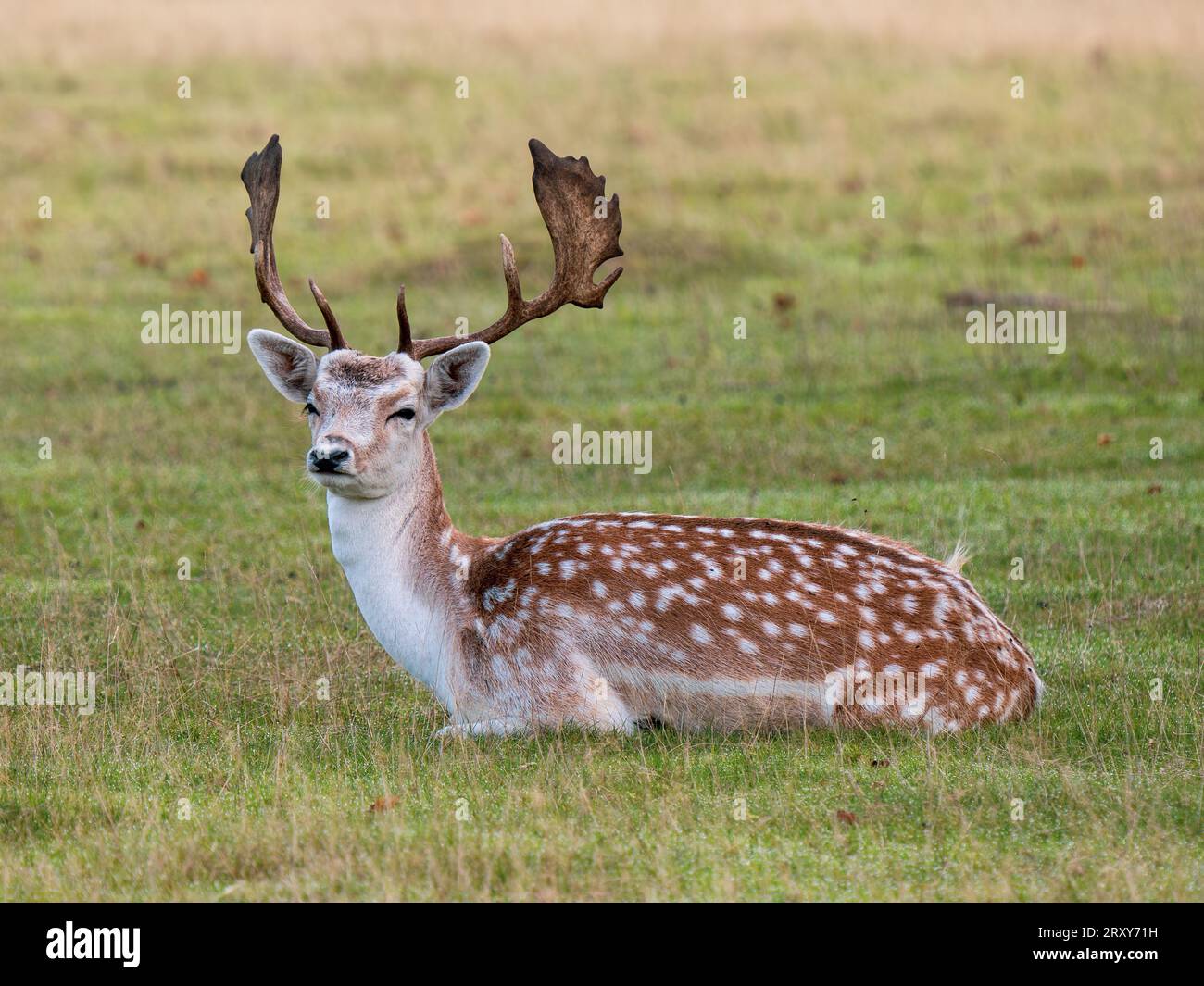 Male fallow deer at national trust hi-res stock photography and images ...
