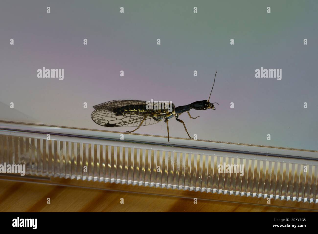 Raphidia ophiopsis Family Raphidiidae Genus Raphidia Snakefly wild ...