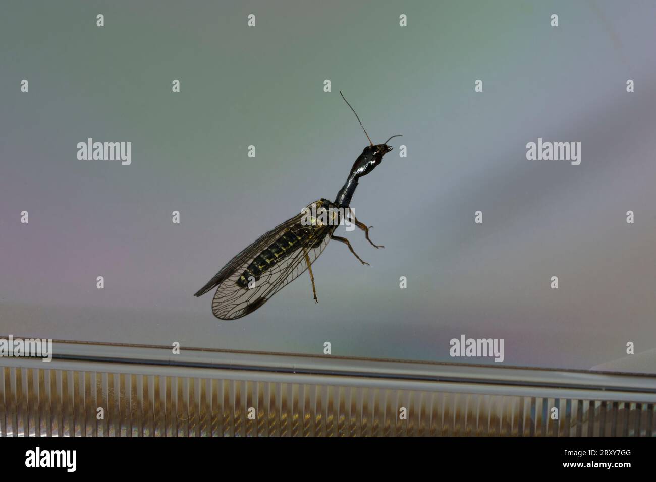 Raphidia ophiopsis Family Raphidiidae Genus Raphidia Snakefly wild ...