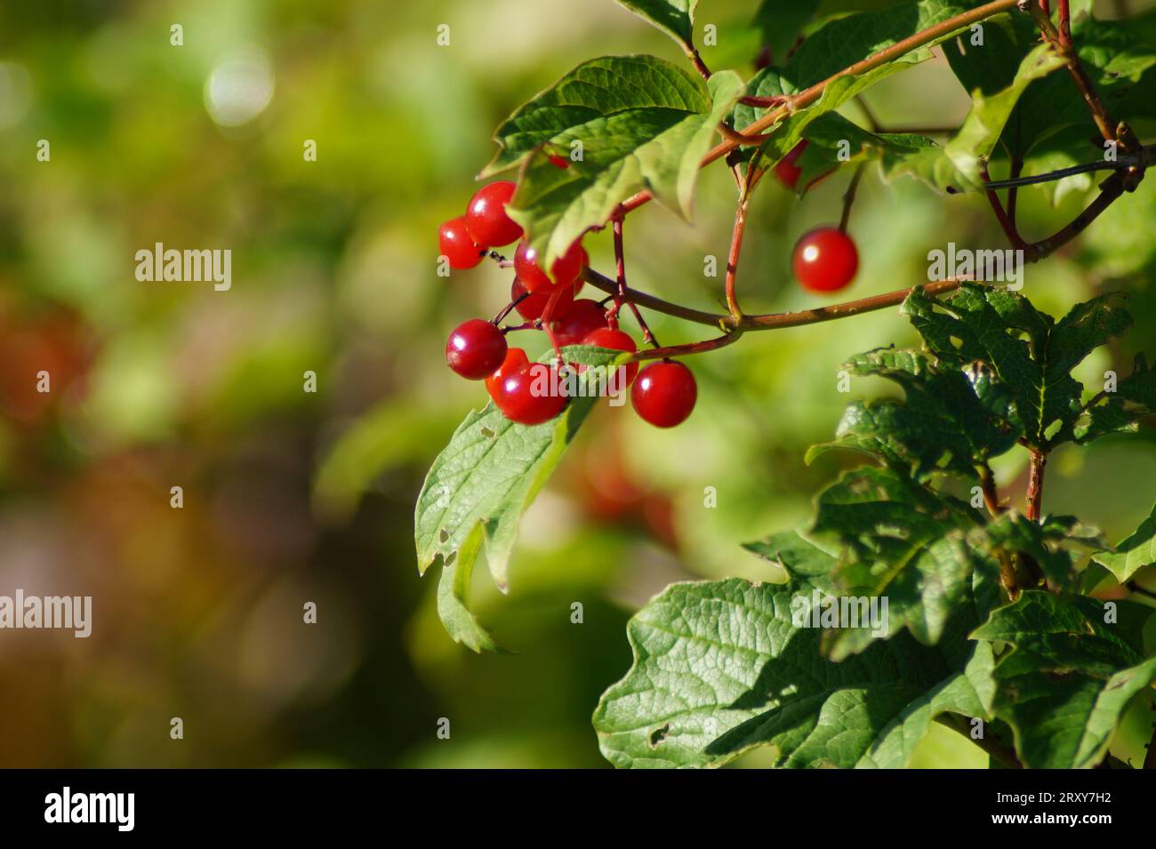 Red fruits of the common snowball Stock Photo - Alamy