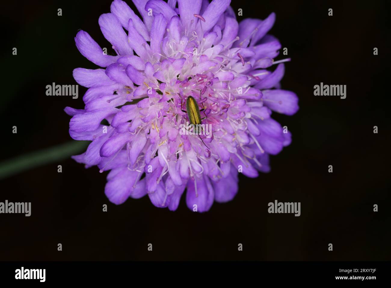 Chrysanthia geniculata Family Oedemeridae Genus Chrysanthia beetle-bug ...