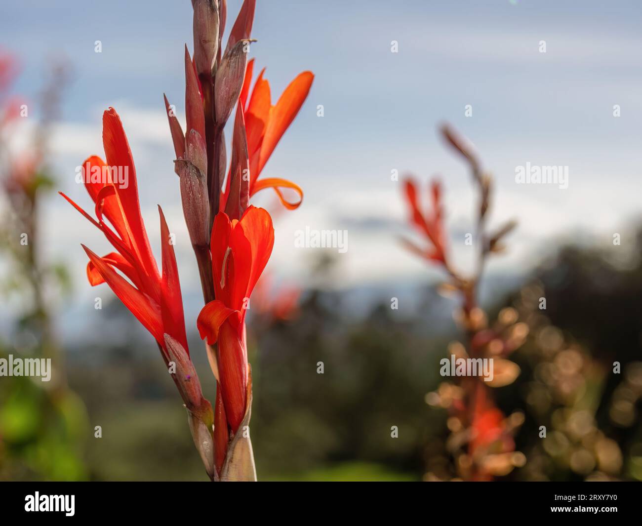 Close-up photography of the red Indian shot flower, captured in a farm ...