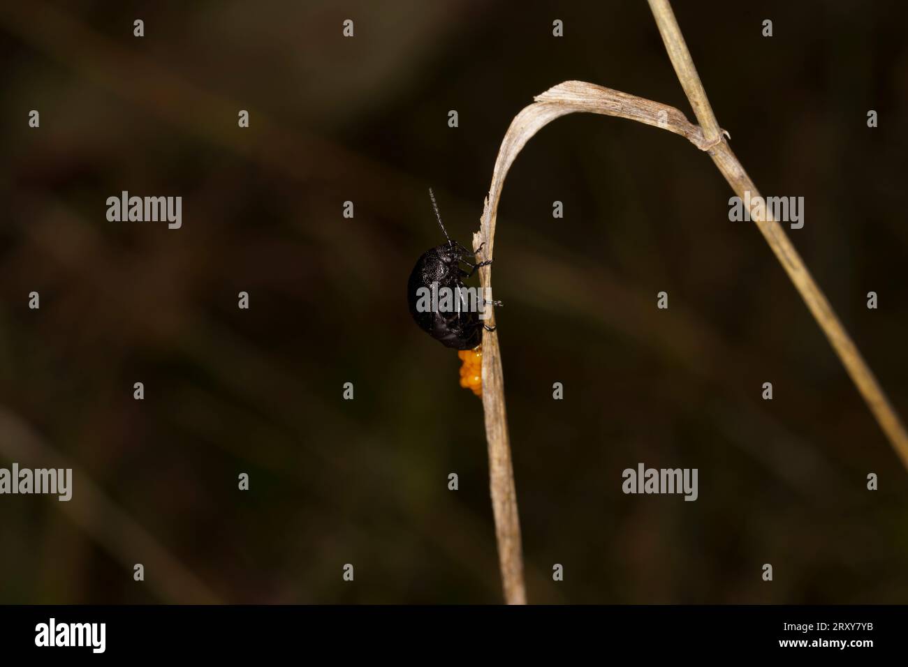 Galeruca tanaceti Family Chrysomelidae Genus Galeruca Black-punctured ...