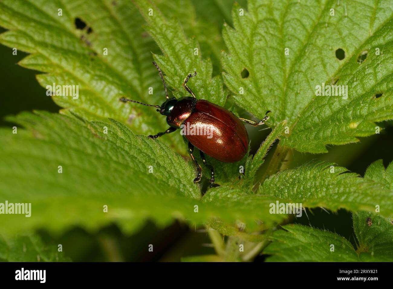 Chrysolina polita Family Chrysomelidae Genus Chrysolina Knotgrass leaf ...