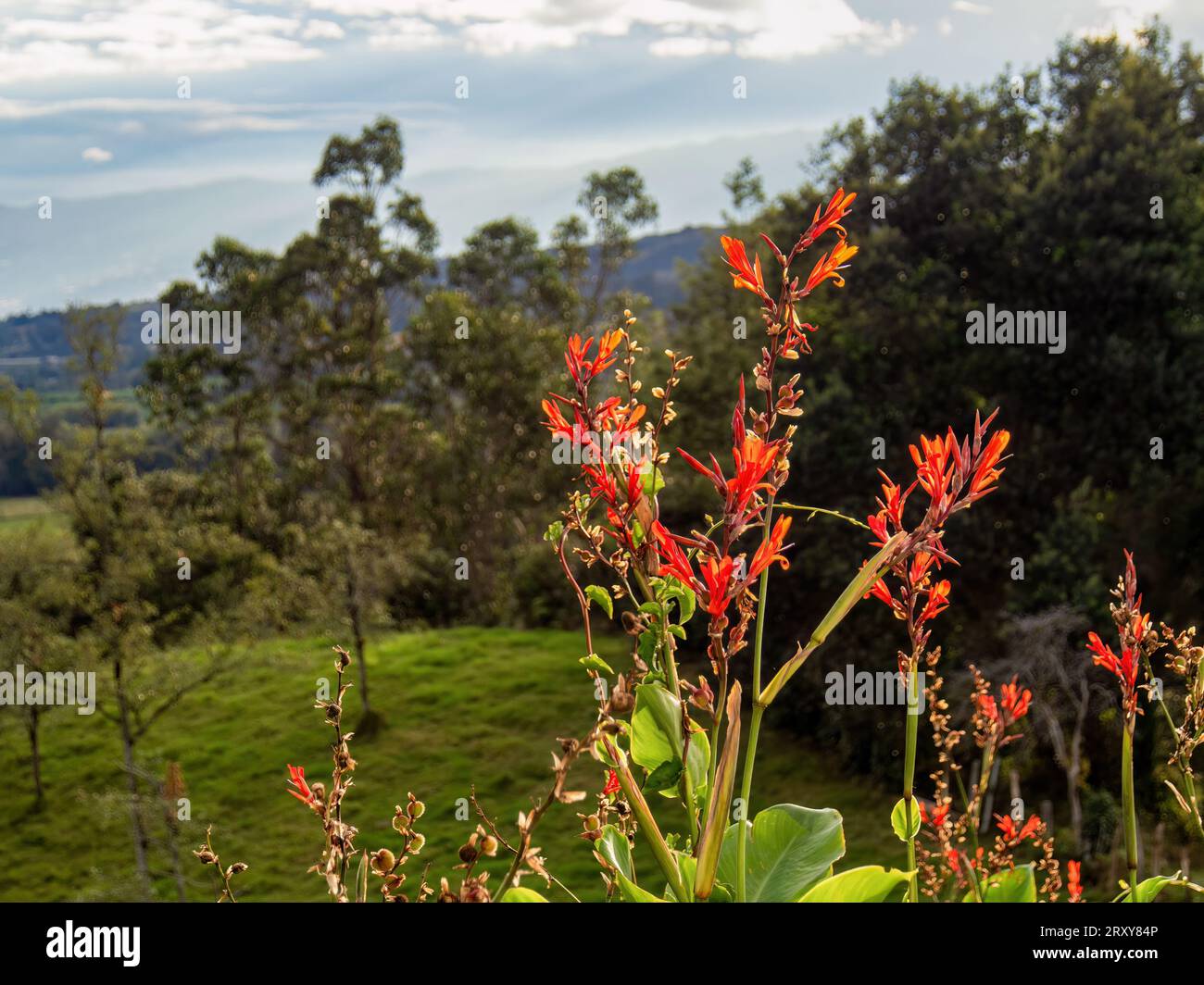 Indian shot plant hi-res stock photography and images - Alamy