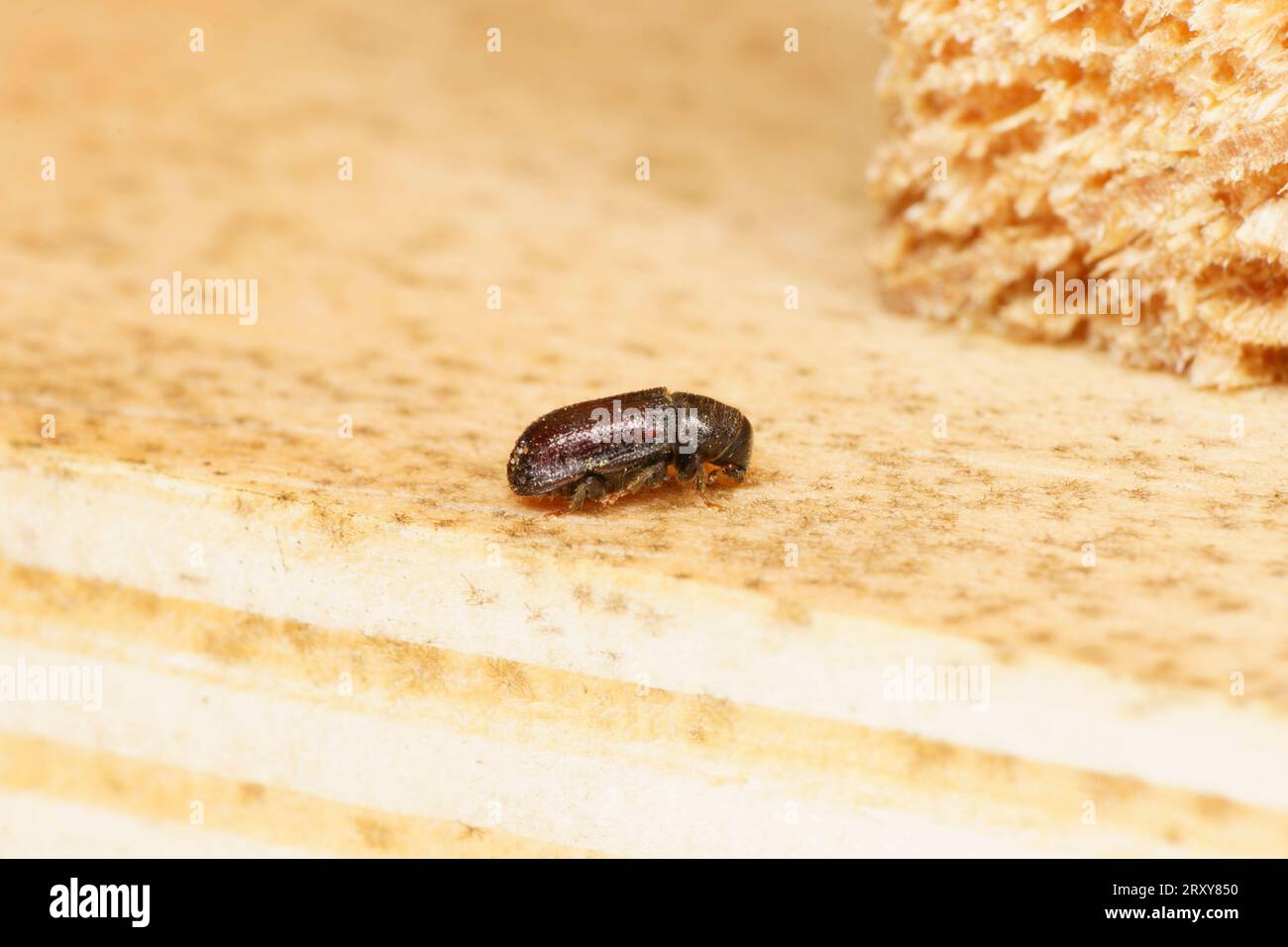 Autographus hi-res stock photography and images - Alamy