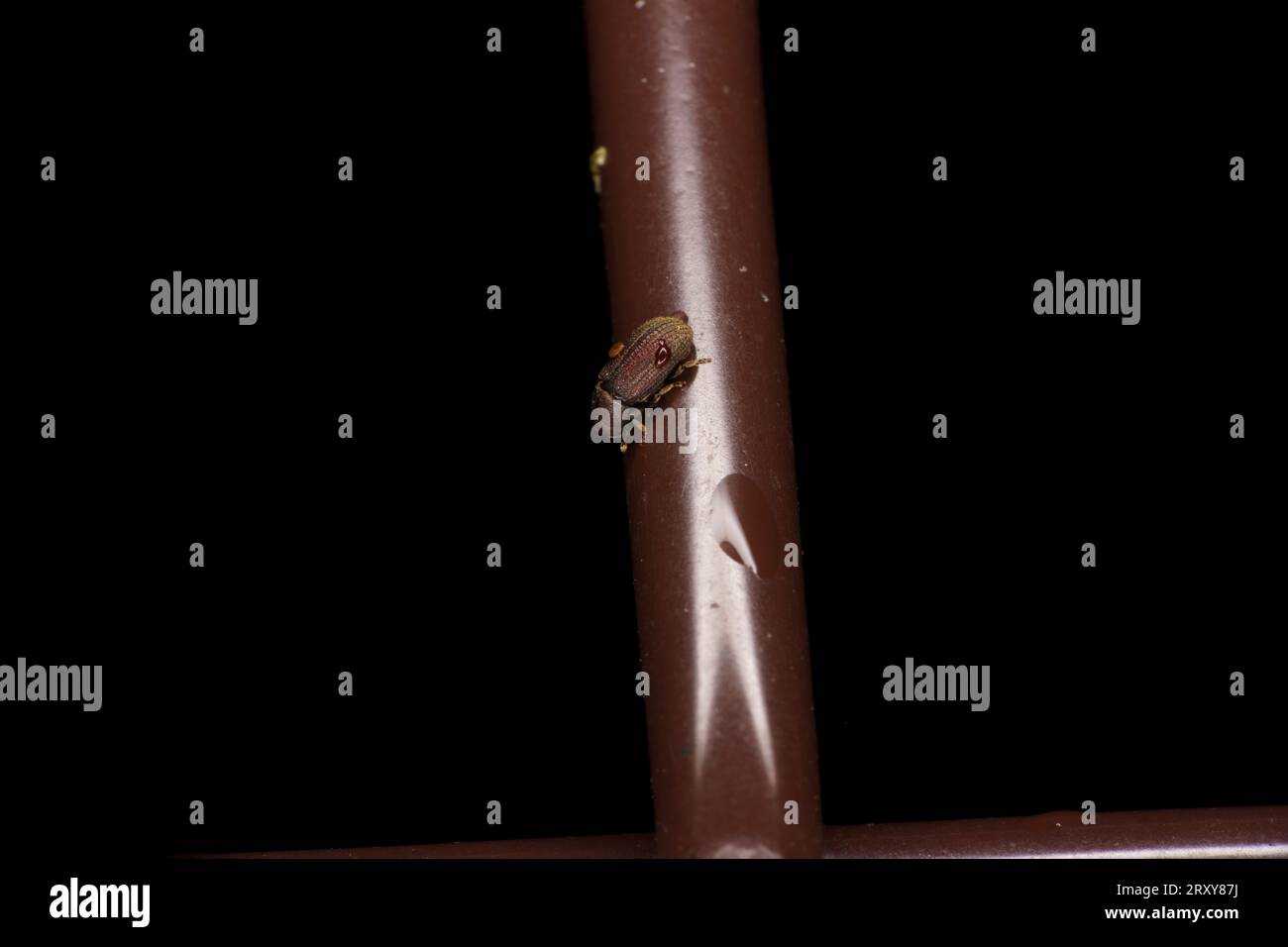 Dryocoetes autographus Family Curculionidae Genus Dryocoetes Weevil bug ...