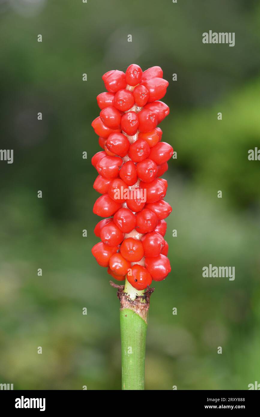 Lords-and-ladies - Arum maculatum Stock Photo - Alamy