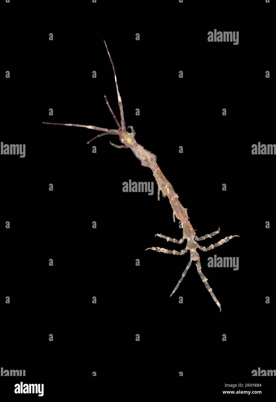 Caprella acanthifera hi-res stock photography and images - Alamy