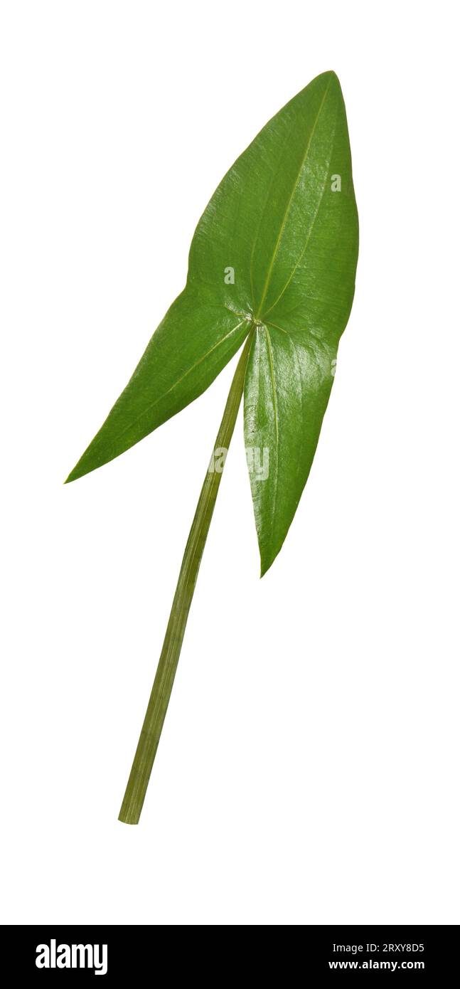 Arrowhead - Sagittaria sagittifolia Stock Photo - Alamy