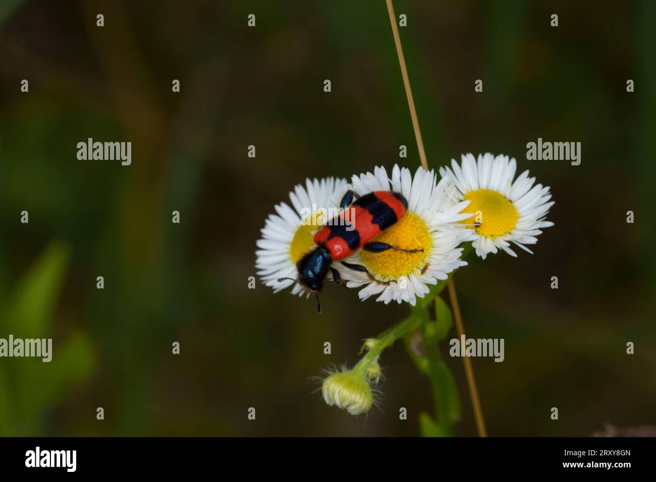 Trichodes apiarius Family Cleridae Genus Trichodes Checkered beetle Bee ...