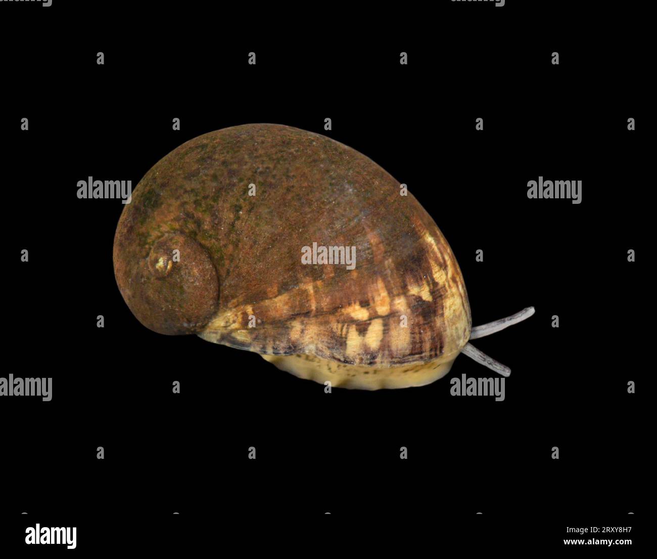 Freshwater Nerite - Theodoxus fluviatilis Stock Photo - Alamy