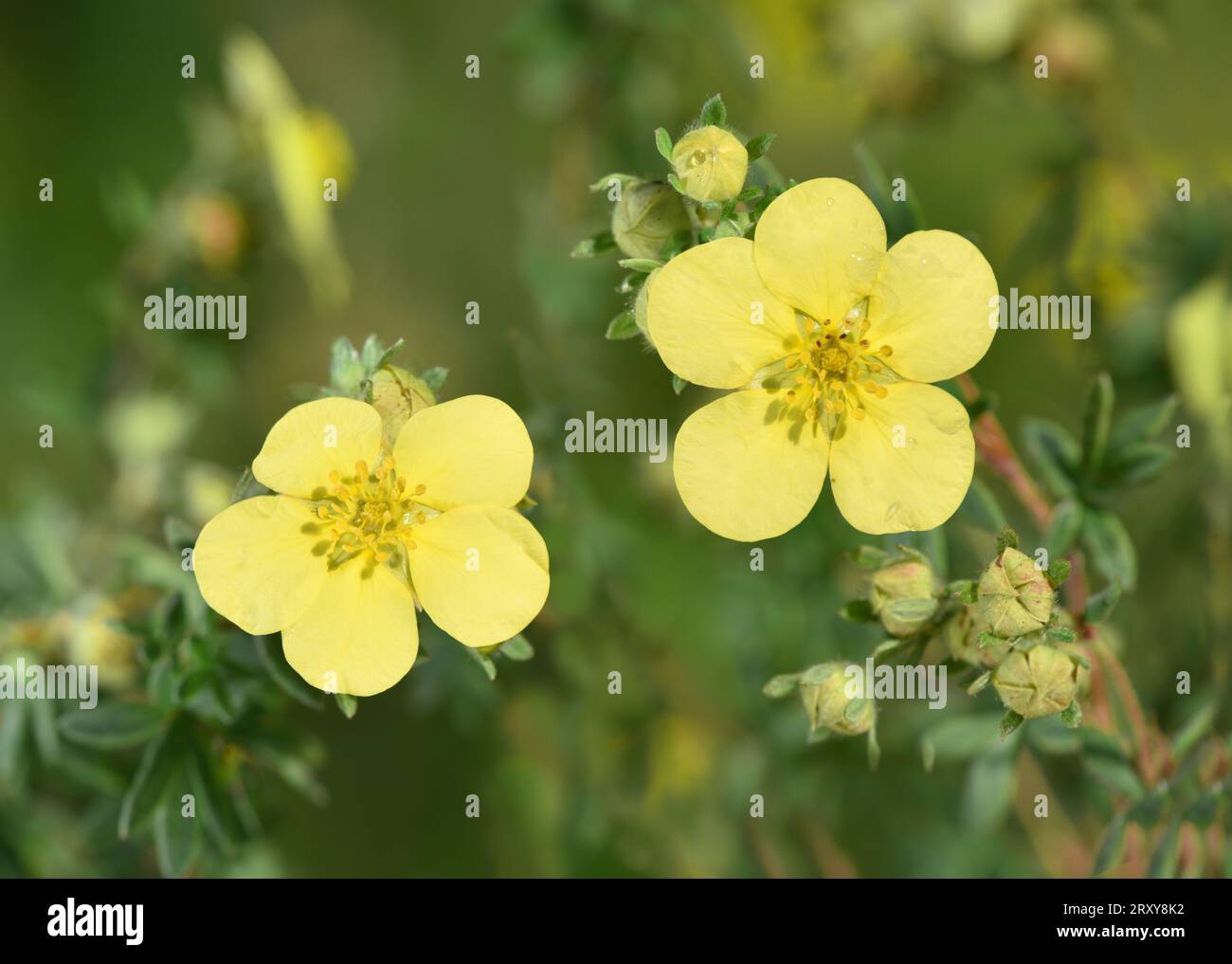 Shrubby Cinquefoil - Potentilla fruticosus Stock Photo - Alamy