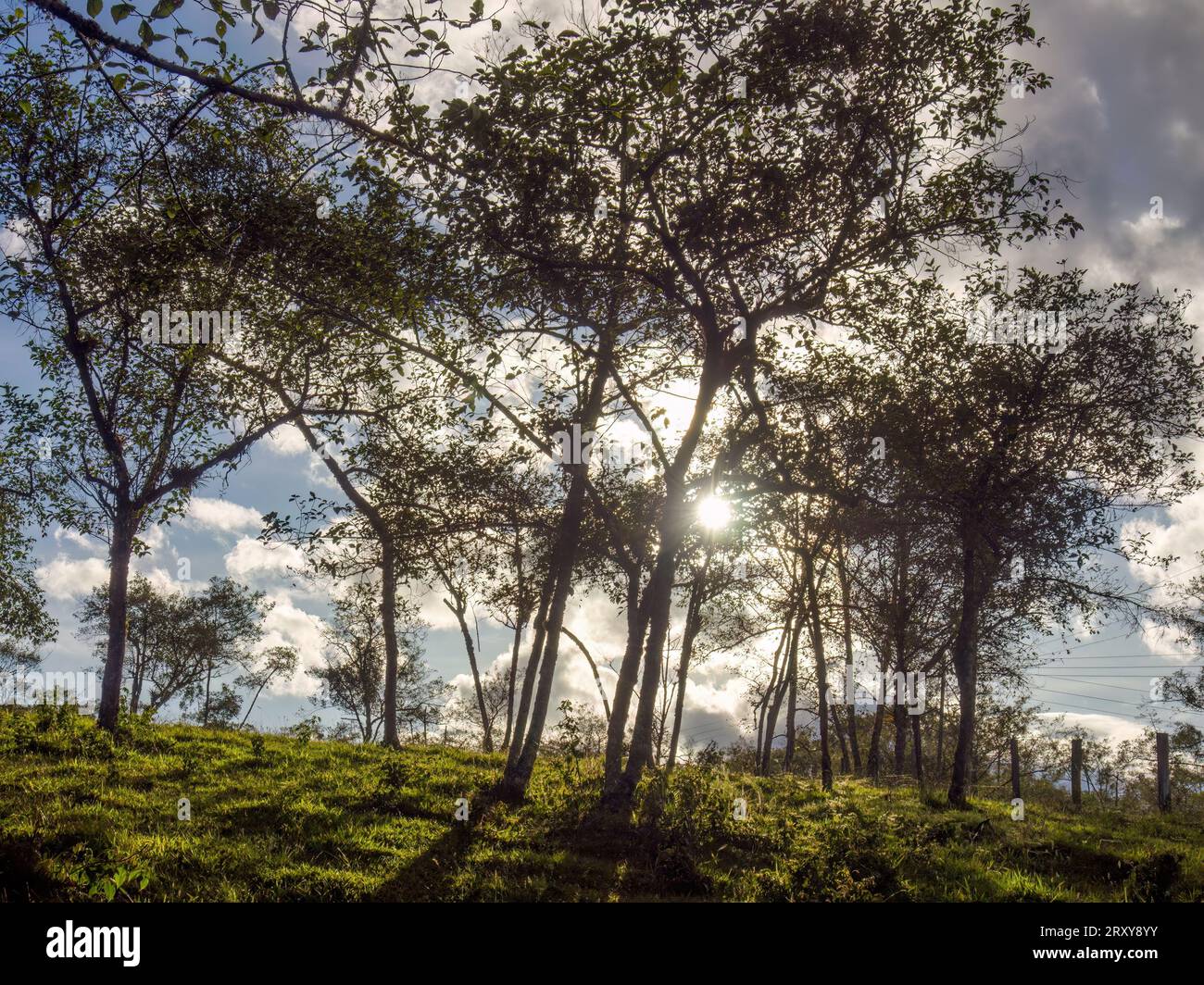 The early morning sun behind a little forest of alder trees, in a hill ...