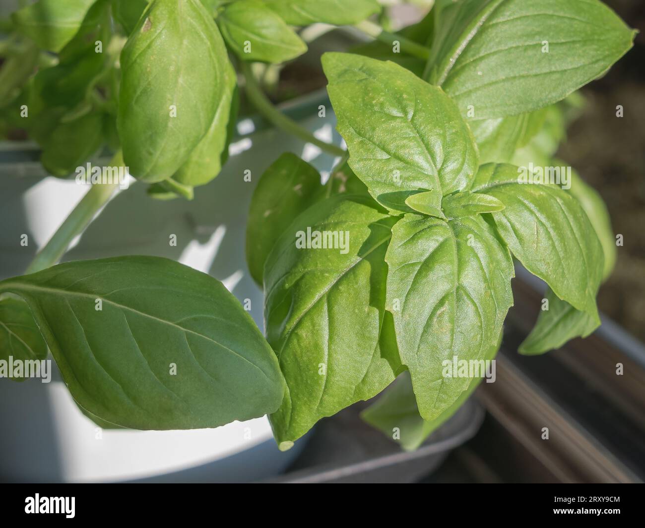 Edible indoor garden hi-res stock photography and images - Alamy