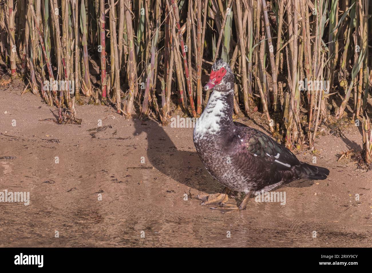 Carina bird muscovy hi-res stock photography and images - Alamy