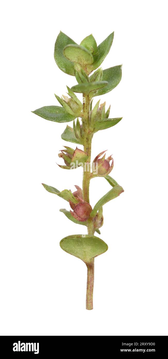 Chaffweed - Lysimachia minima Stock Photo - Alamy