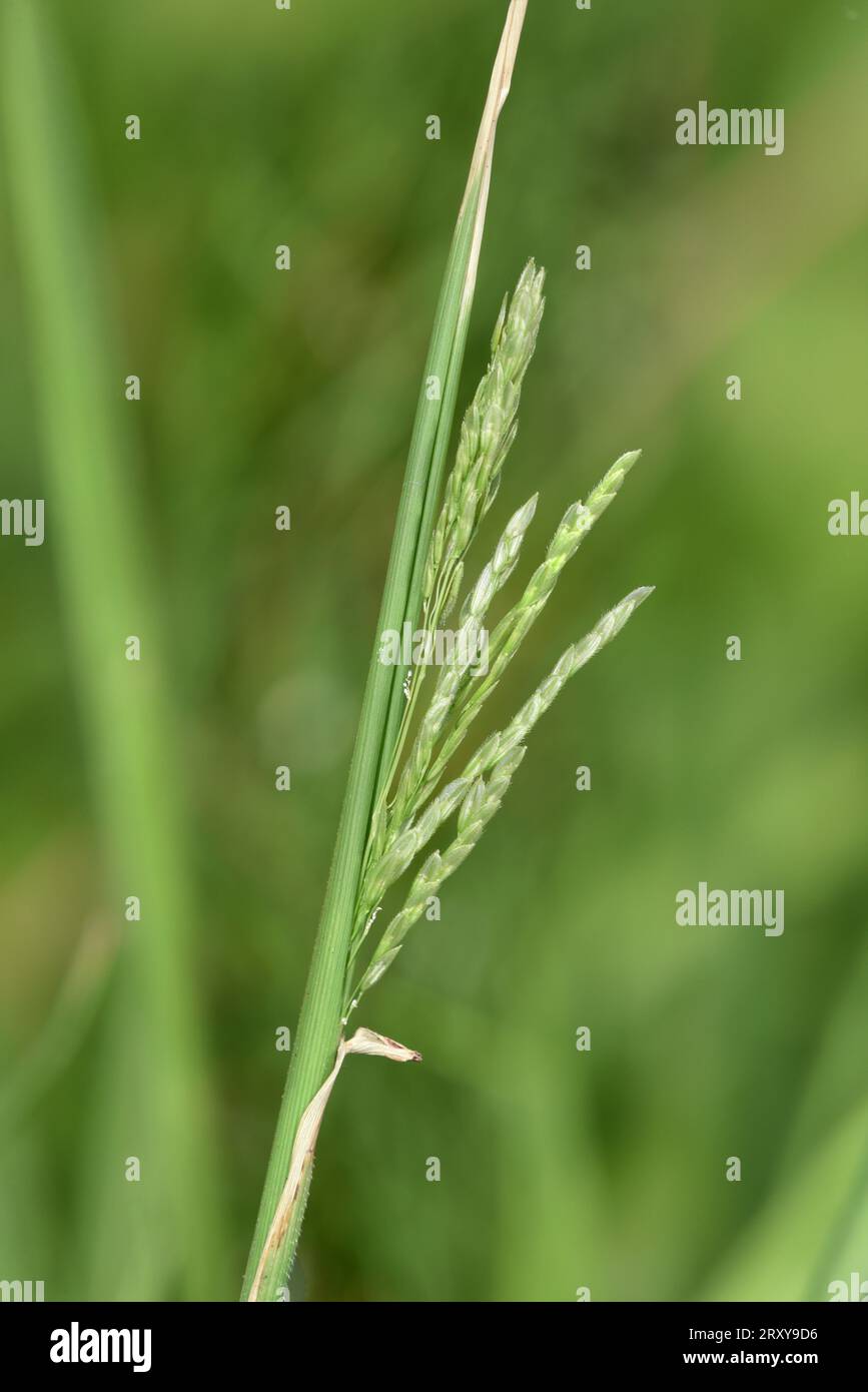 Cut-grass - Leersia orysoides Stock Photo - Alamy